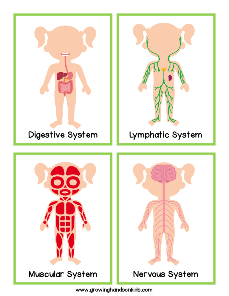 Human Body Play Dough Mats - Growing Hands On Kids Store