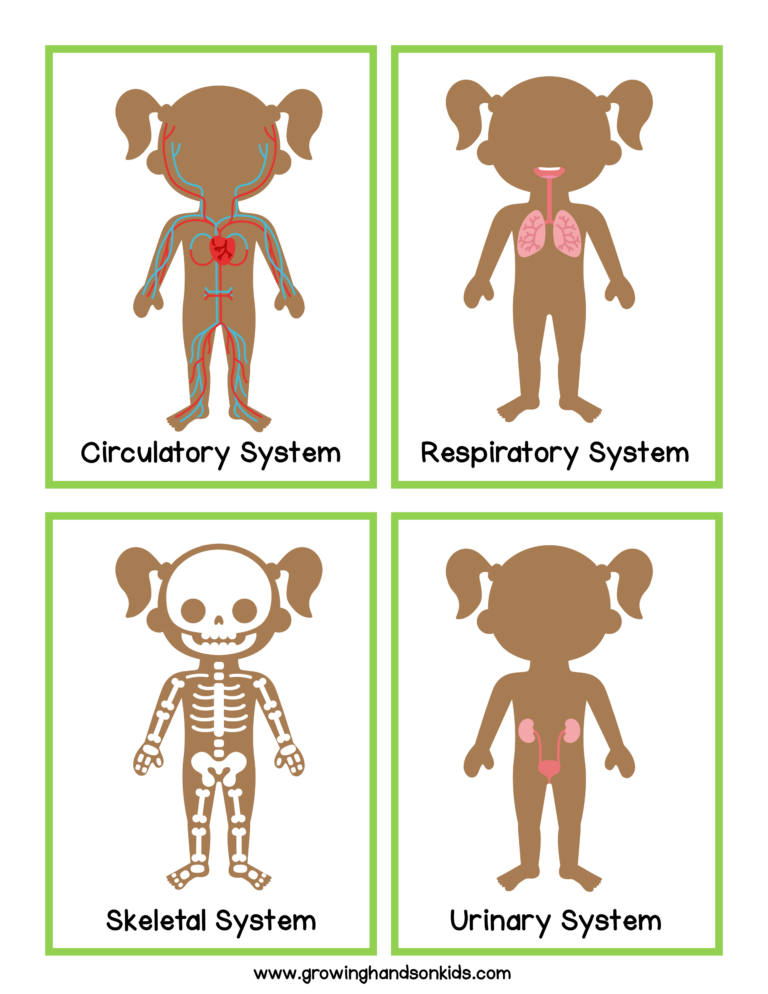 Human Body Play Dough Mats - Growing Hands On Kids Store