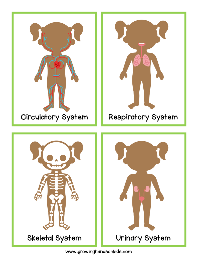 Human Body Play Dough Mats - Growing Hands On Kids Store